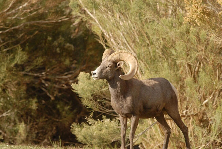 $20K reward offered for arrest in elk, ram poaching cases in eastern ...