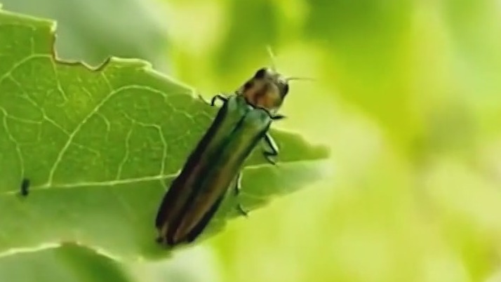 Tree-destroying invasive beetle may already be in Portland undetected ...