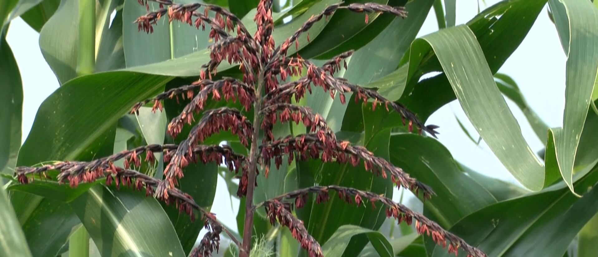 UP farm participates in Indigenous corn study