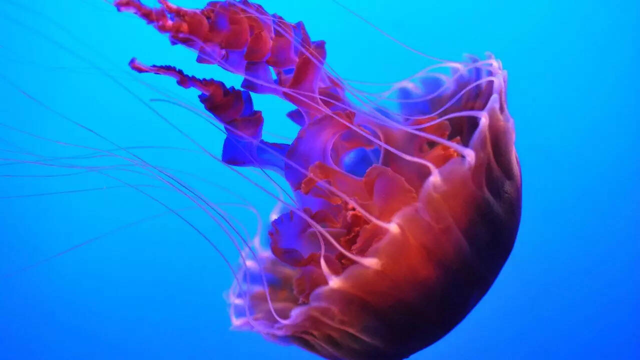 6 Surprising Animals That Don’t Have Bones in Their Bodies