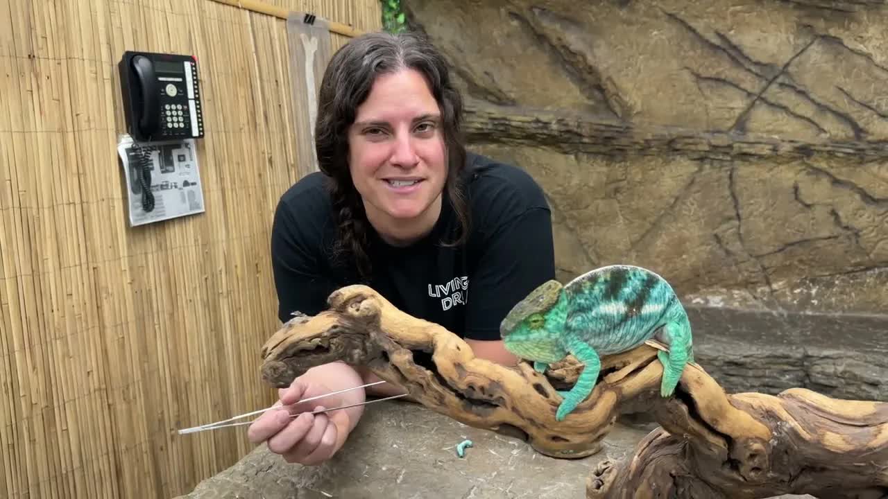 Zookeeper feeding routine with monitor lizards, turtle, and chameleon