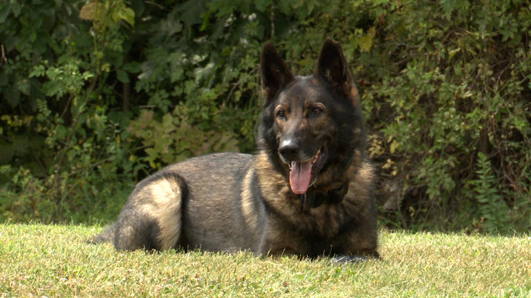 West Virginia sheriff’s office training Northern Panhandle’s only K9 ...