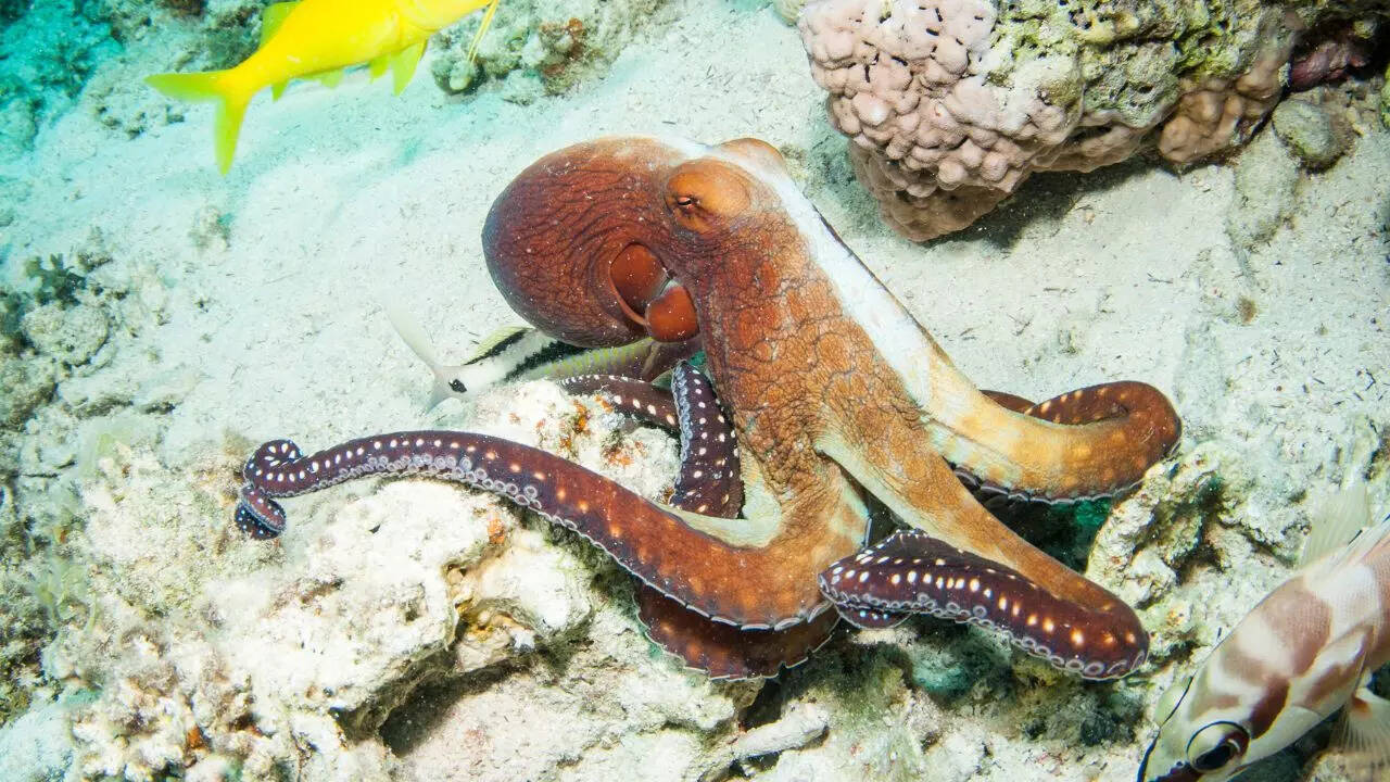 6 Surprising Animals That Don’t Have Bones in Their Bodies