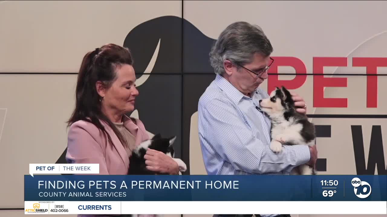Pets of the Week