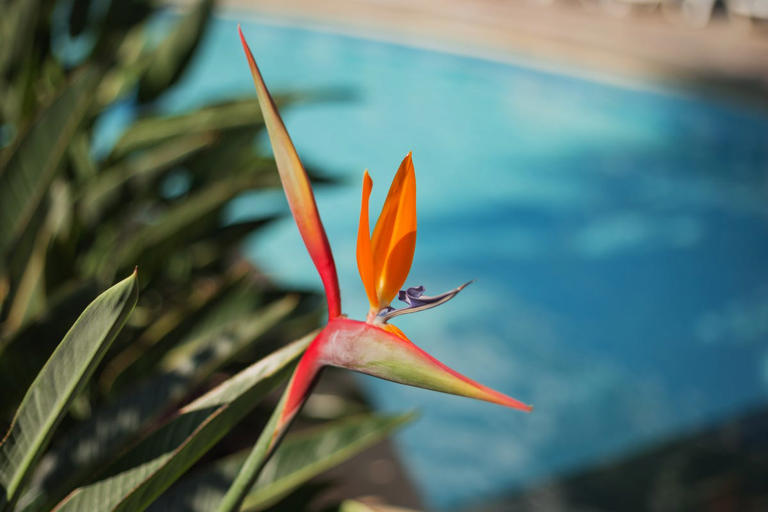 15 Poolside Plants to Transform Your Yard Into a Tropical Paradise