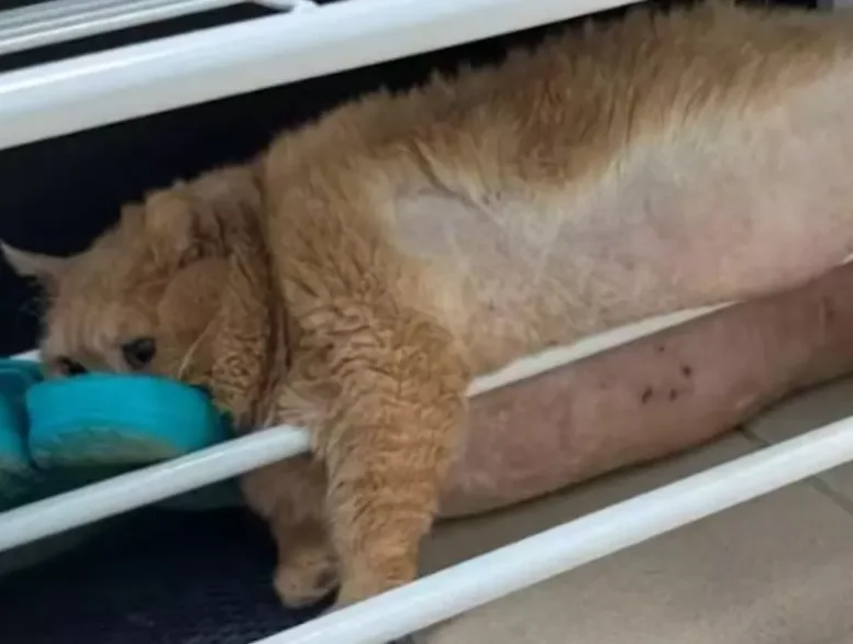 Gato obeso tenta fugir da dieta e fica entalado em sapateira: cena vira ...