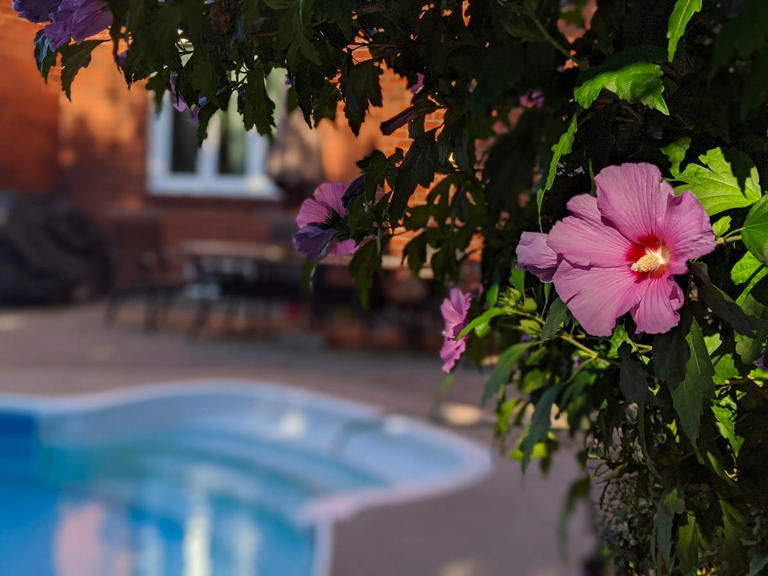 15 Poolside Plants to Transform Your Yard Into a Tropical Paradise