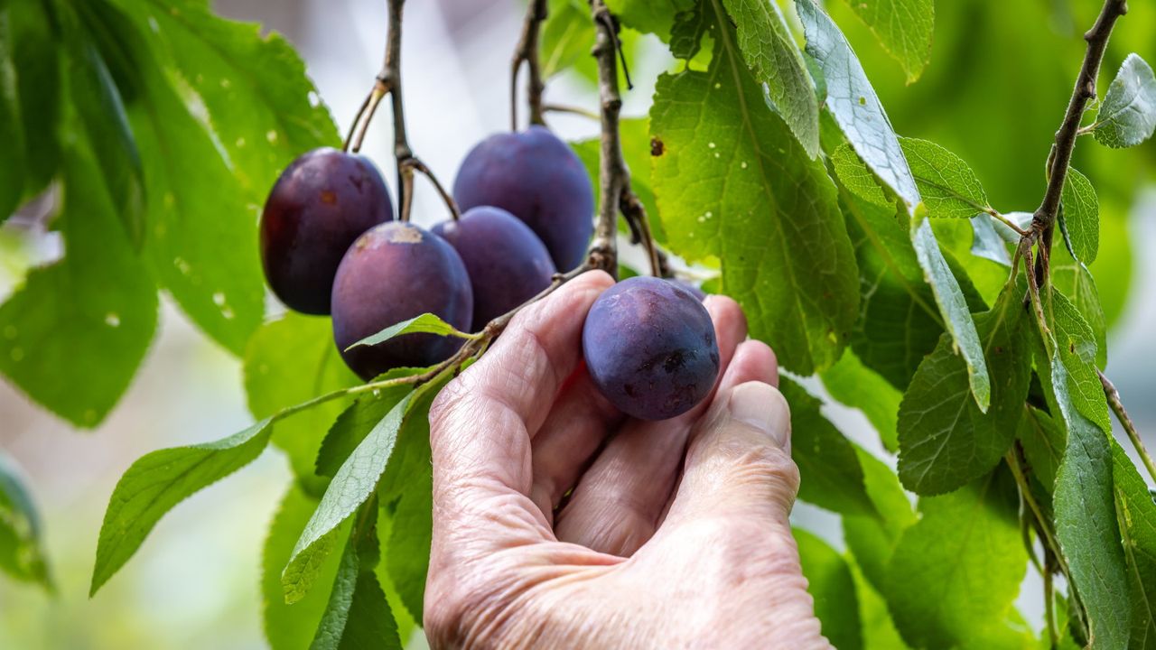 How to grow a damson tree for bountiful harvests of delicious fruits ...