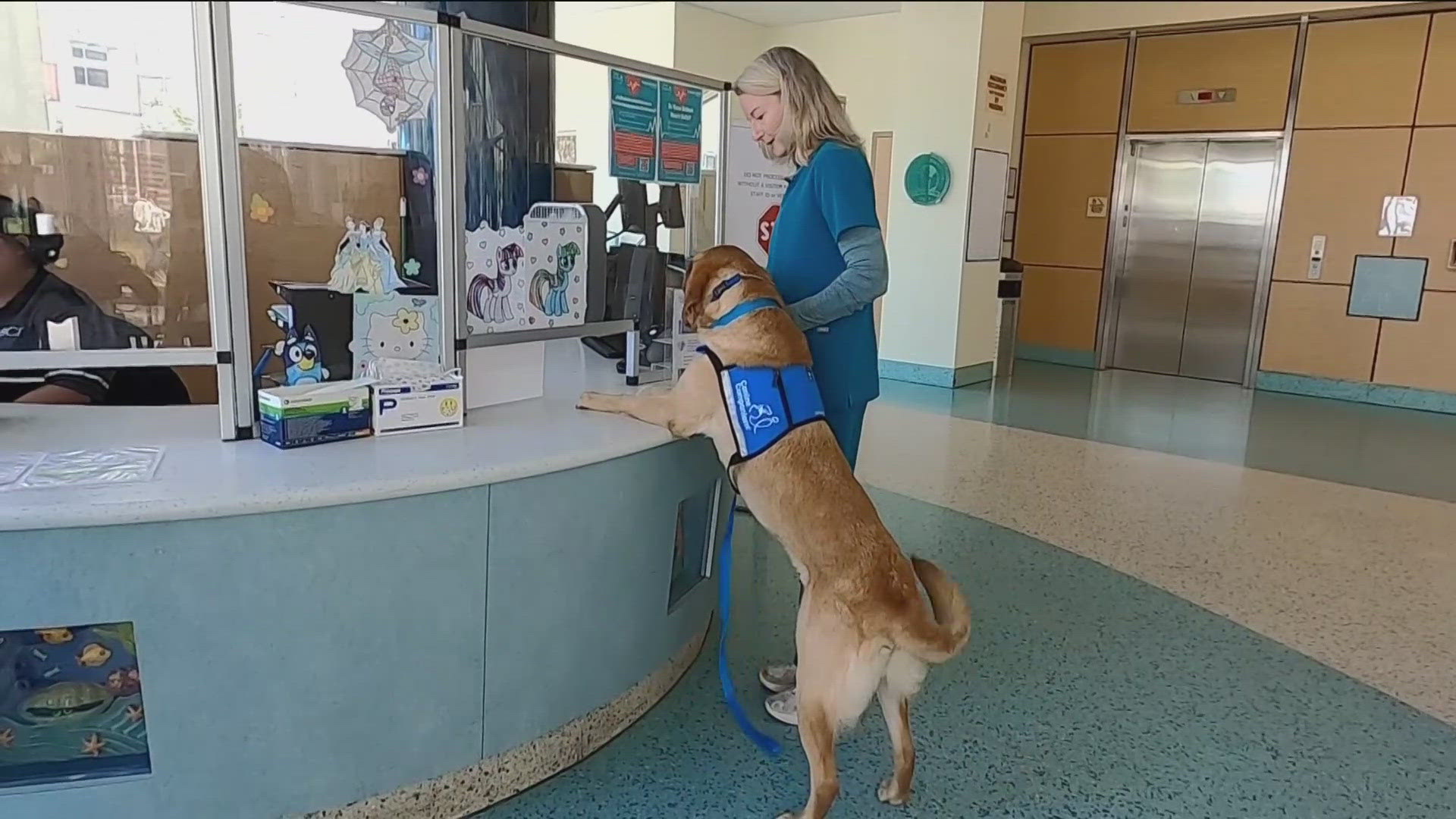 How Rady Children's trains its resident canine therapy dogs to become ...