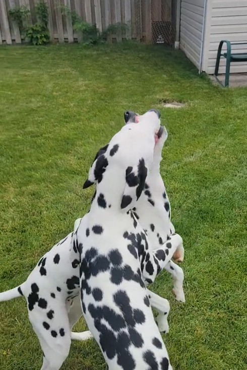 Ultimate Zoomies Mode: Dogs Just Wanna Have Fun!