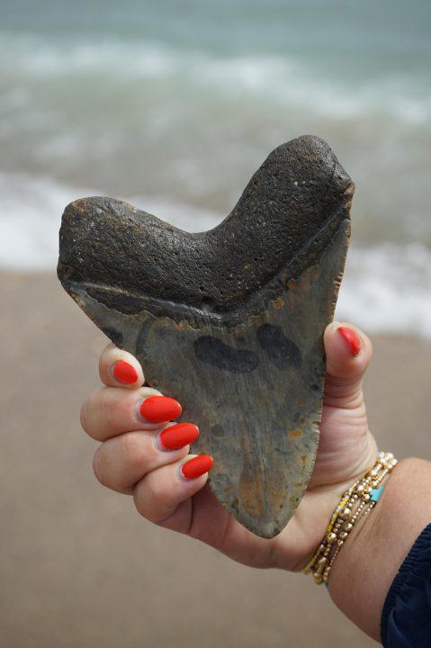 Diver discovers nearly 6-inch Megalodon tooth