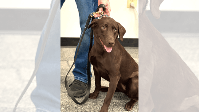 Meet Enzo: Anne Arundel County's newest K-9 police dog