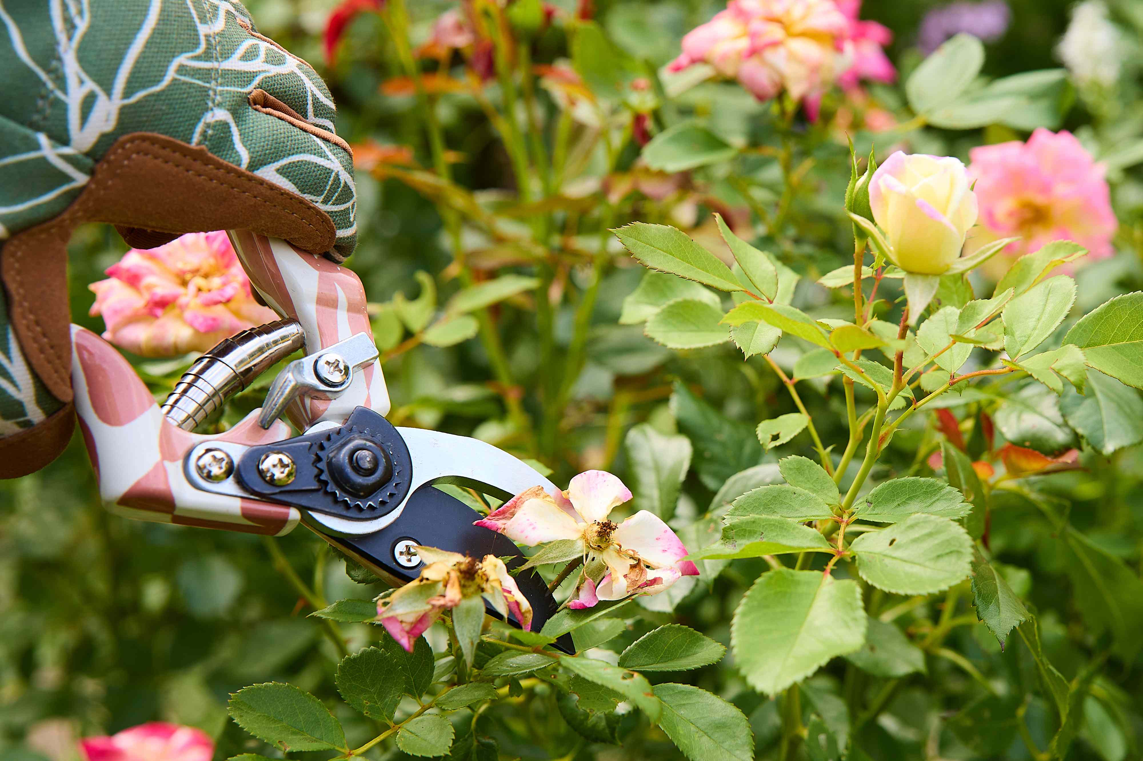 I Just Lost A Decades-Old Rose Bush— 5 Signs I Wish I Didn't Miss