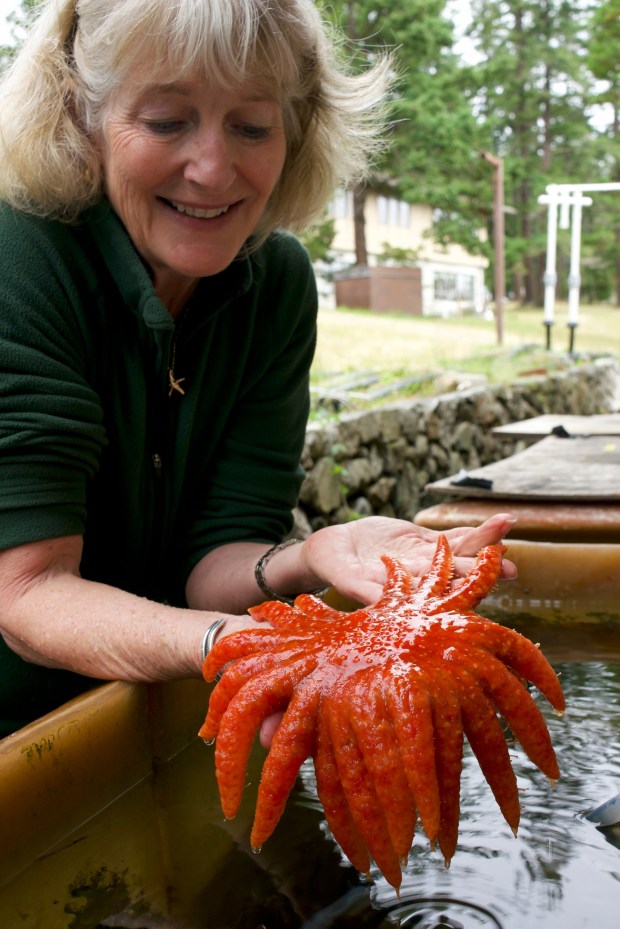 Scientists solve mystery of what’s killing billions of starfish off ...