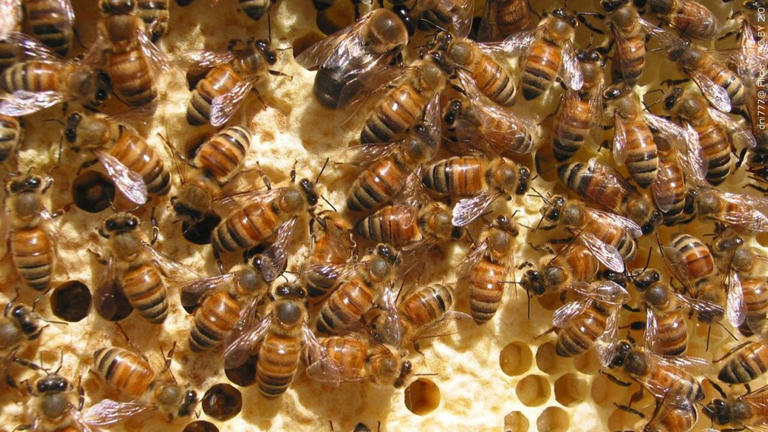 Warrant issued for arrest of woman accused of unleashing bees to stop ...