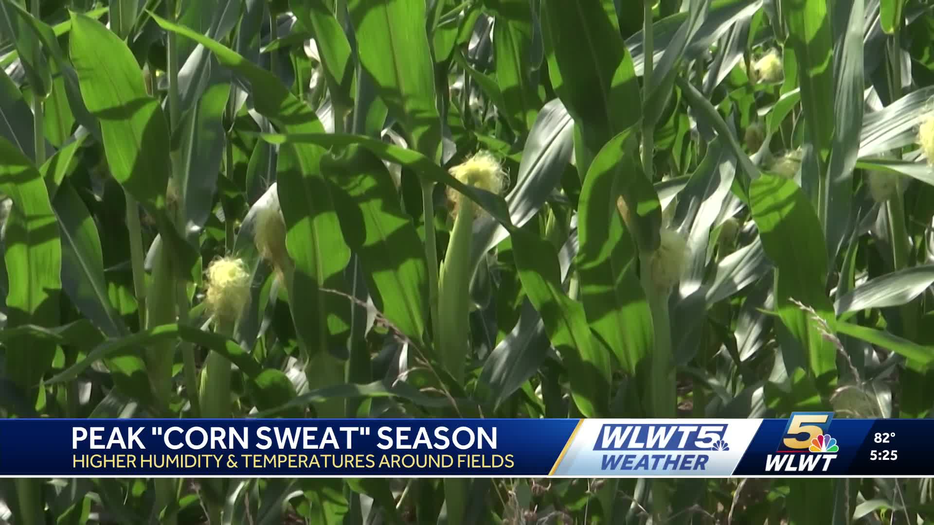 Peak 'corn sweat' season 'Corn sweat' raising temperatures near Ohio fields