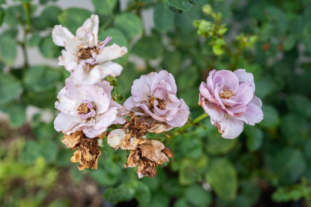I Just Lost A Decades-Old Rose Bush— 5 Signs I Wish I Didn't Miss
