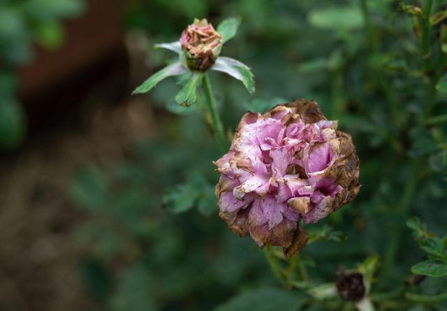 I Just Lost A Decades-Old Rose Bush— 5 Signs I Wish I Didn't Miss