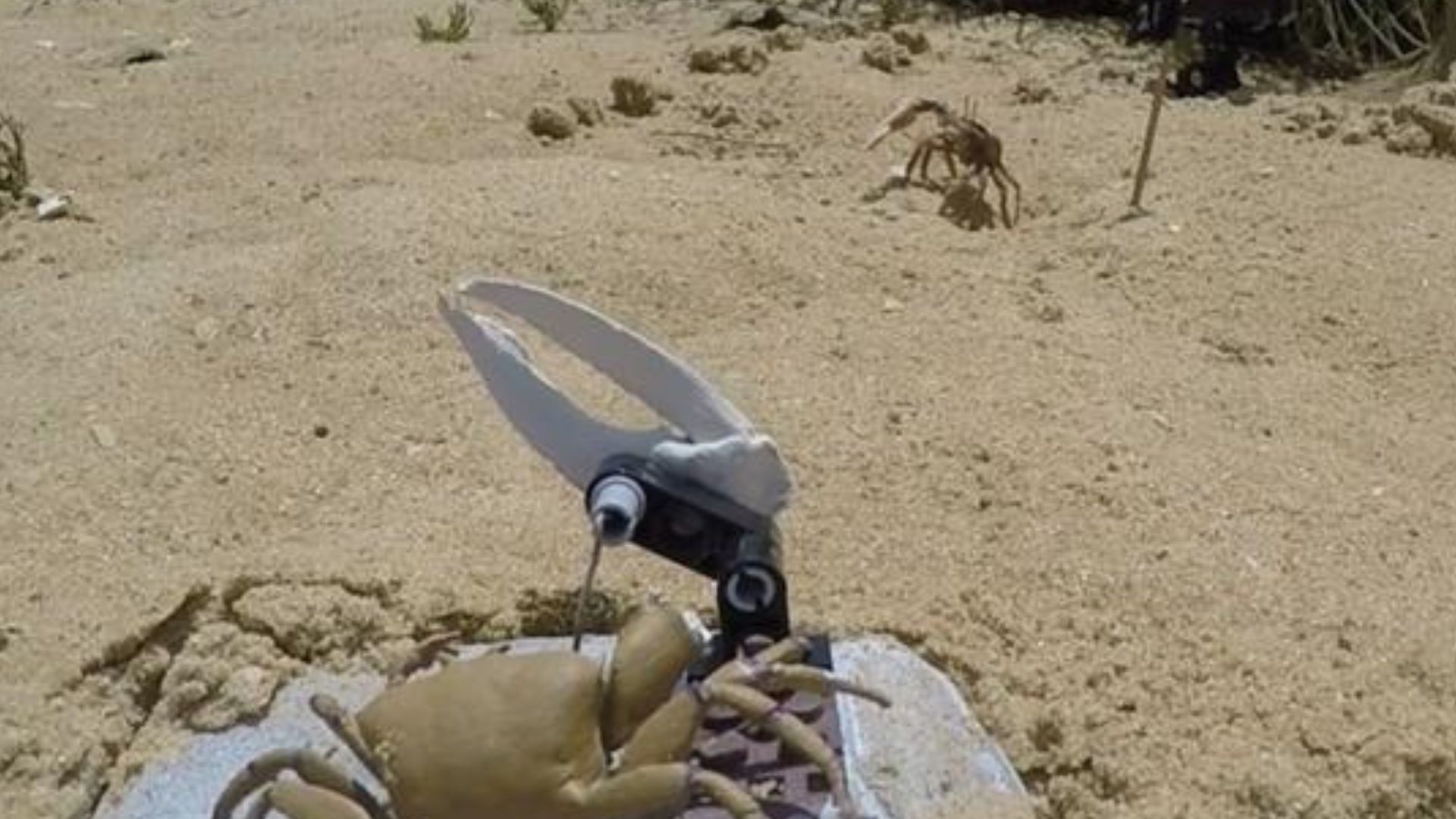 Robot crab helps scientists uncover how male crabs compete for female mates