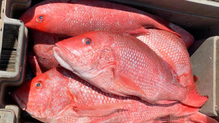 Alabama expands snapper season to 7 days a week for remainder of 2025 ...