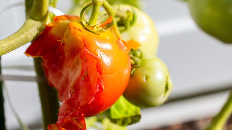 Add A Festive Touch To Your Tomato Cages To Ward Off Pesky Birds