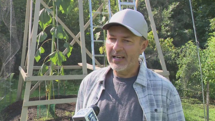 ‘Clover’, the record-breaking sunflower, continues to grow, gardener ...