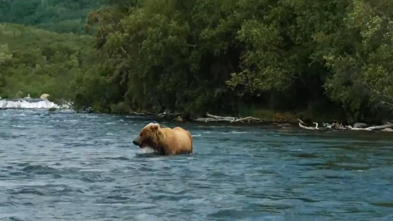Seattle NHL team's mascot has a close encounter with a grizzly during ...