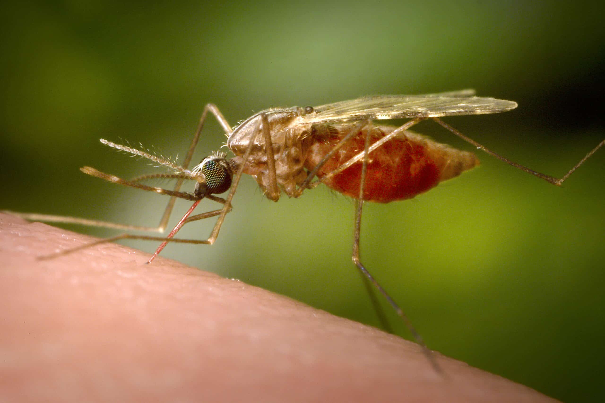 What is chikungunya, the virus now spreading in southern China?