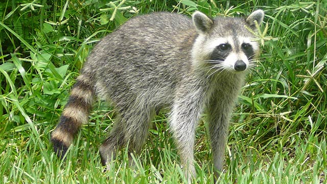 Raccoon tests positive for rabies in Mechanicsville