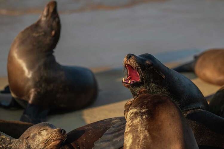 Monterey sea lion bites nine-year-old girl in rare attack