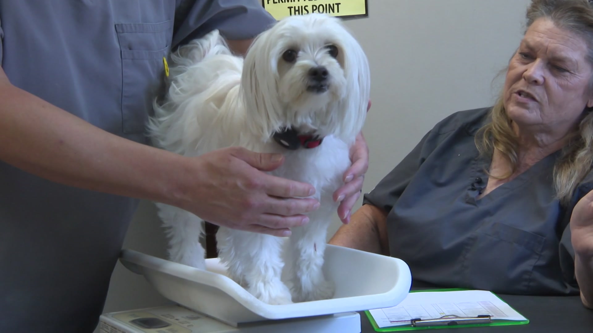 Free vet clinic at Humane Society of North Texas helps senior pet owners