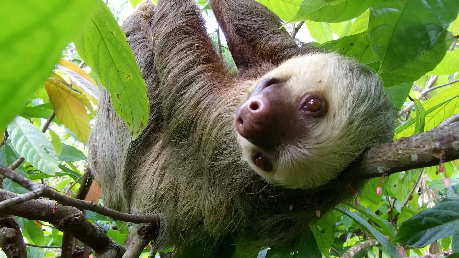 Faultiere enthüllt: Nahaufnahmen ihrer Welt
