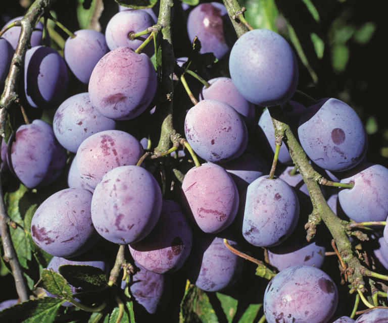 How to grow a damson tree for bountiful harvests of delicious fruits ...