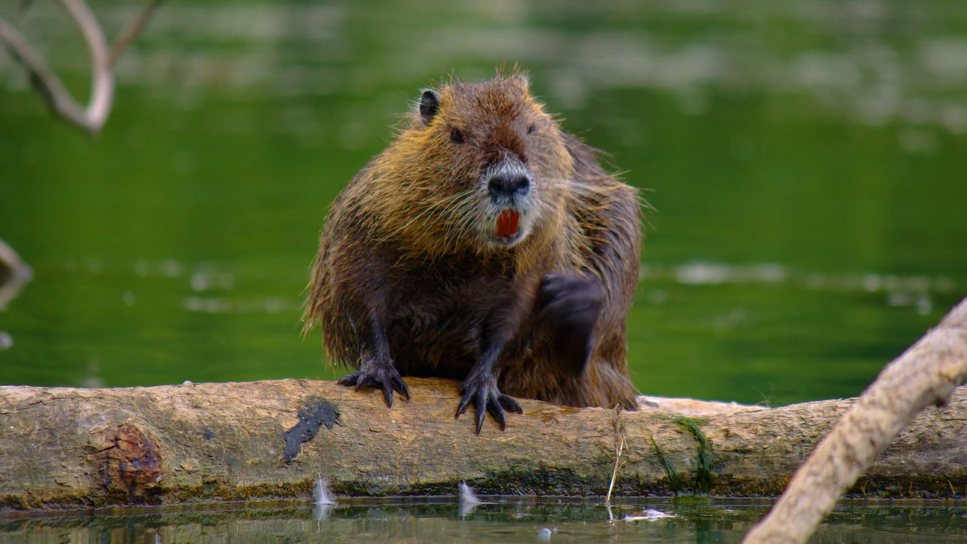 Majavan lähikuva: Todista luonnon ovelia insinöörejä