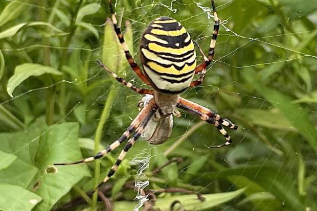 The cunning spider spotted all over Dorset that is one of Britain's biggest