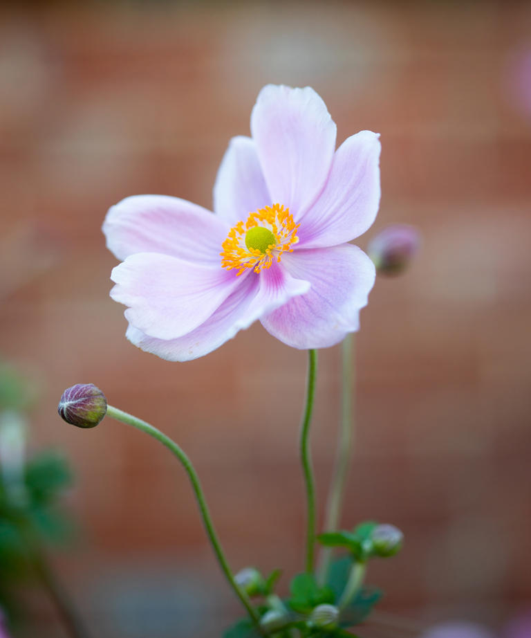 How to grow Japanese anemone for striking yet low-maintenance floral ...