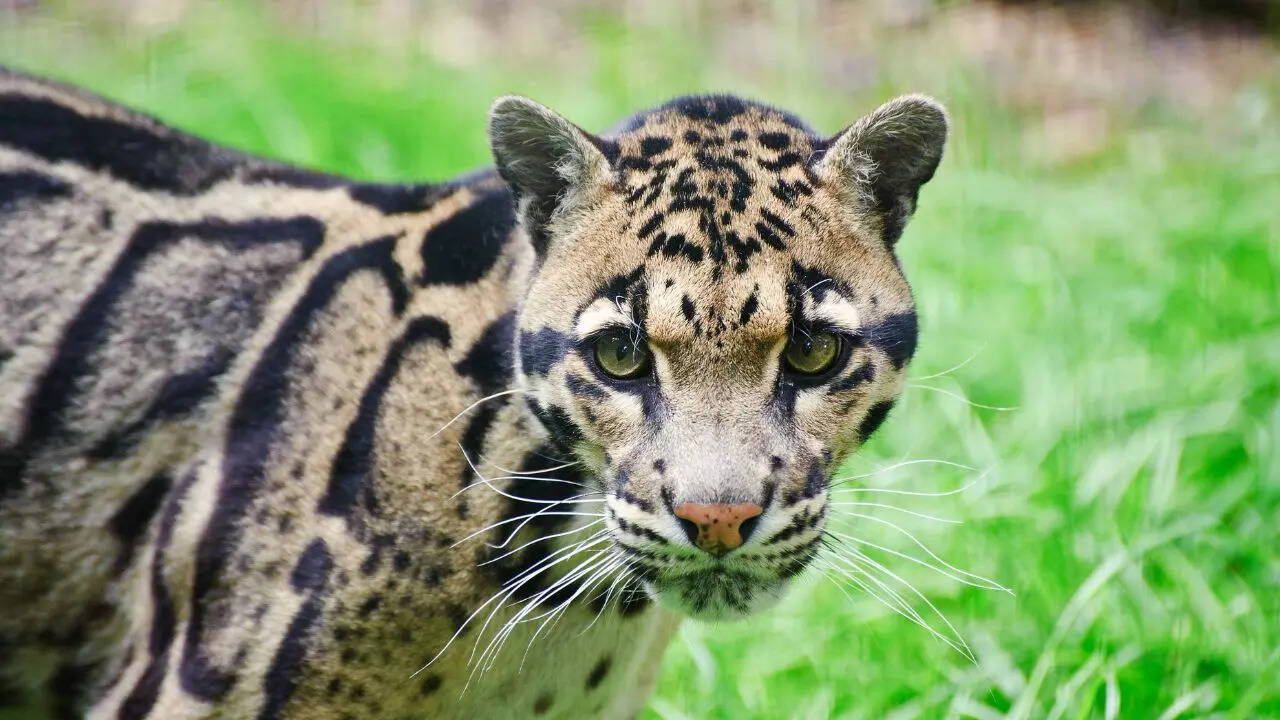Rare clouded leopard spotted in the wild: Viral video inside
