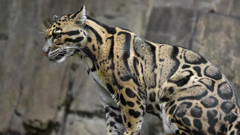 Rare clouded leopard spotted in the wild: Viral video inside
