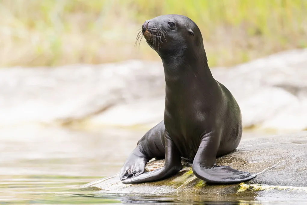 Nachwuchs in Schönbrunn: Robben-Baby zeigt sich als Wasserratte