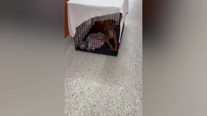 Hearts Break For Dog Waiting For Euthanasia