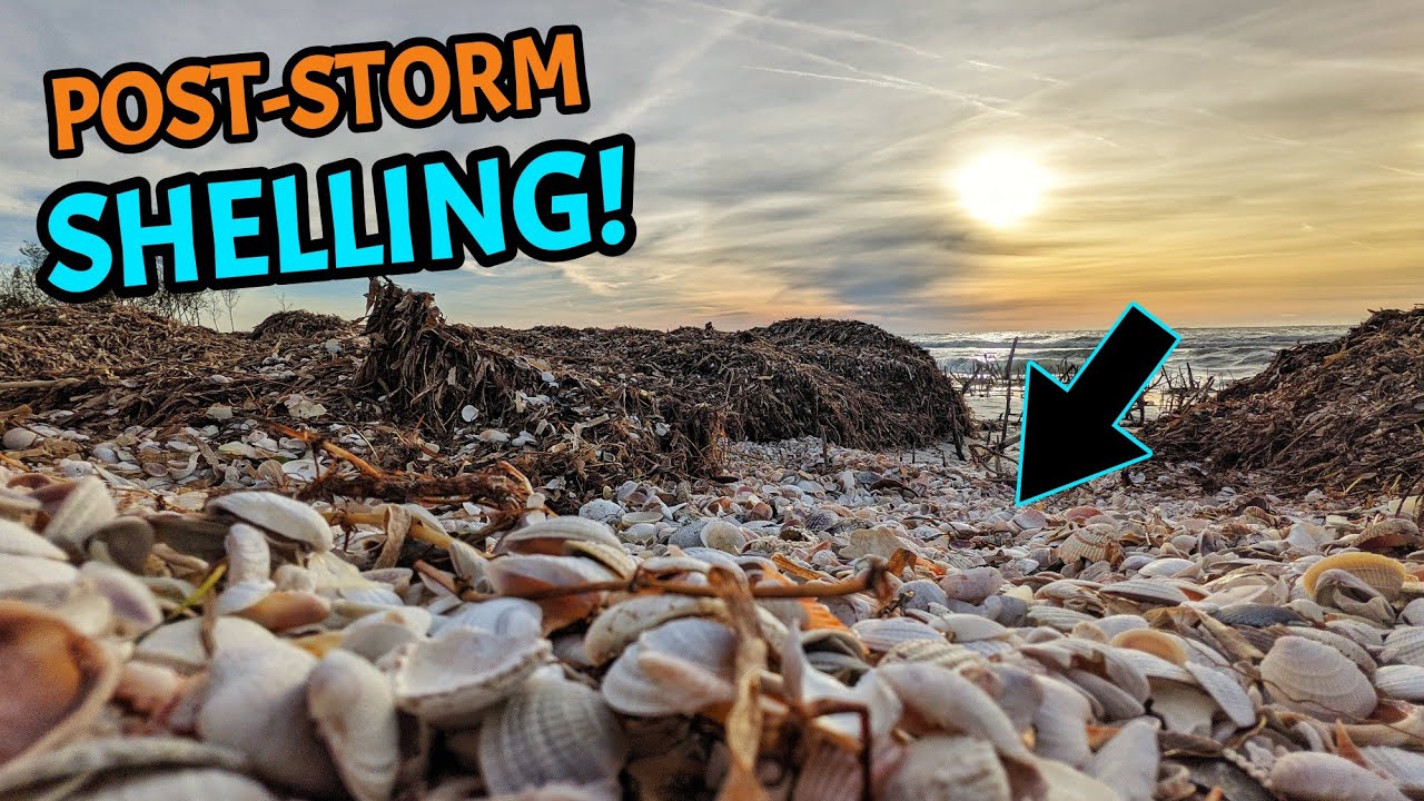 Massive Shell Beds Exposed by Florida Storm – Beachcombing Adventure!
