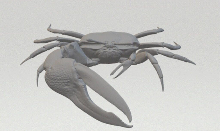 Robot crab called Wavy Dave helps scientists learn about crab mating ...