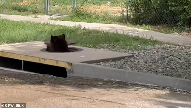 Colorado residents in shock as bizarre beasts crawl out of manholes on ...