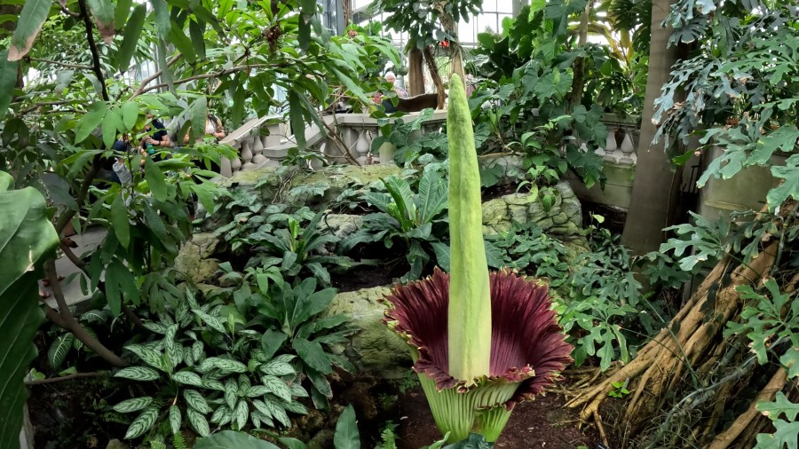 Stinky Corpse Flower blooms at US Botanic Garden