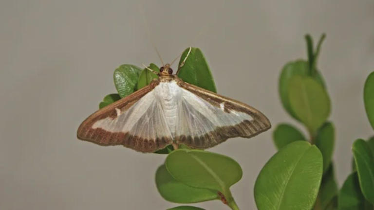 Invasive box tree moths detected in Virginia for first time
