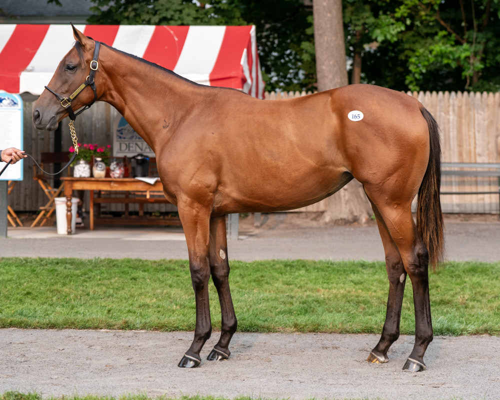 'Sense Of Relief': Half-Sister To Preakness Winner Journalism Going ...