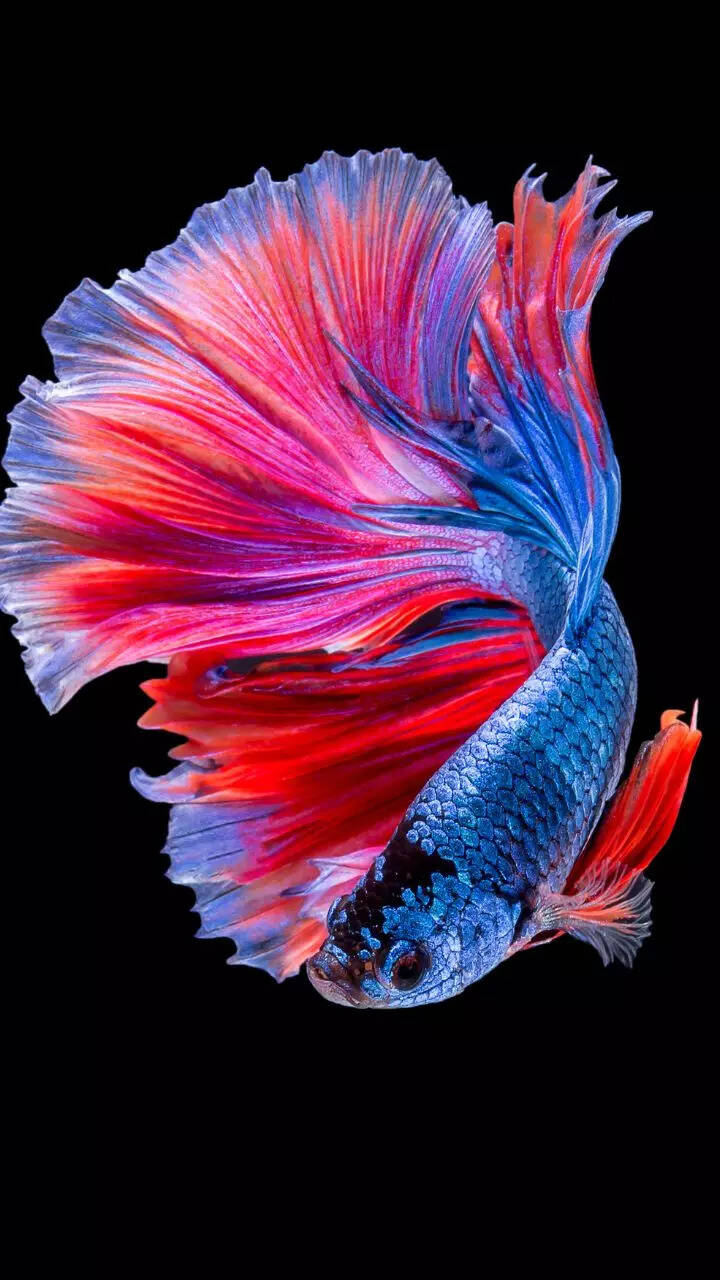10 beautiful and low-maintenance fishes for home aquariums