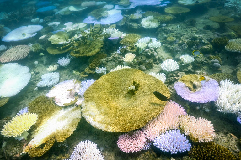 Great Barrier Reef sees sharpest annual coral decline in nearly four ...