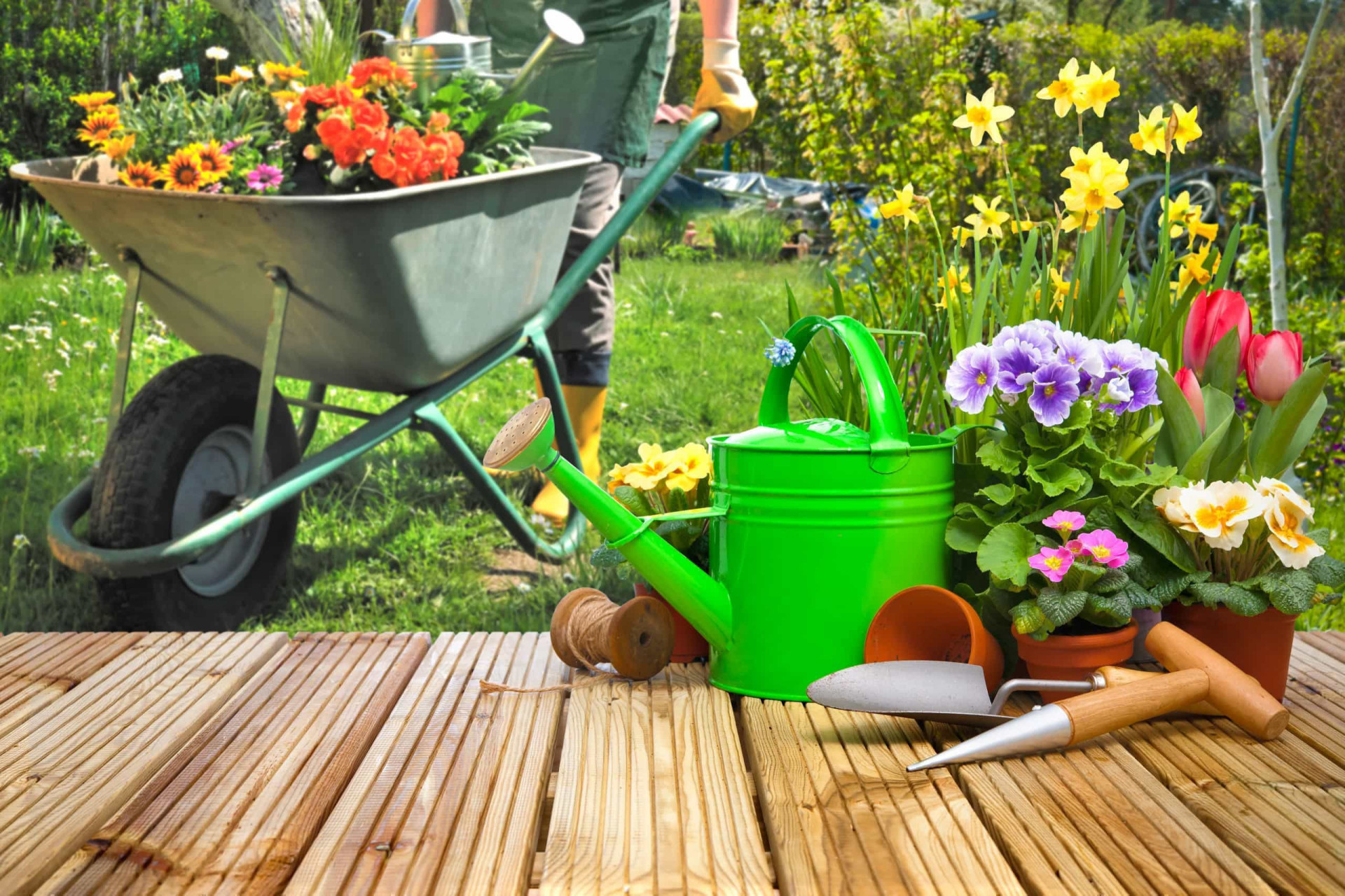 How to keep your garden healthy in the heatwave