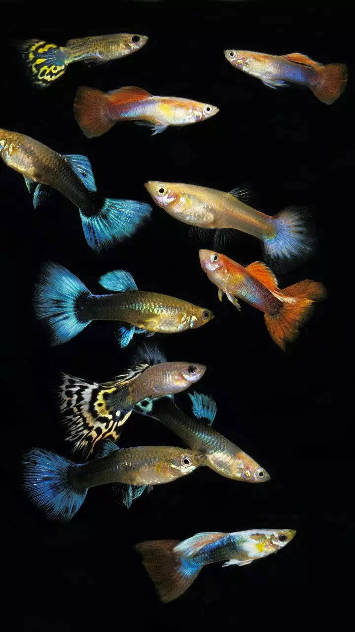 10 beautiful and low-maintenance fishes for home aquariums